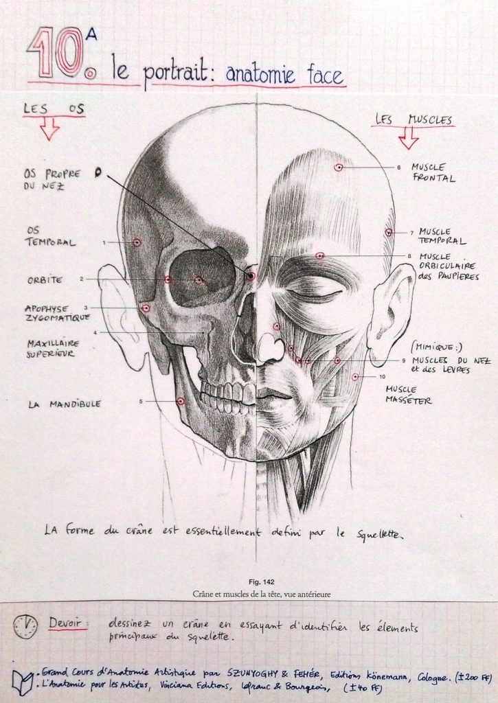 Cours N°10 a - Anatomie de la tête (face) - ARTKAREL