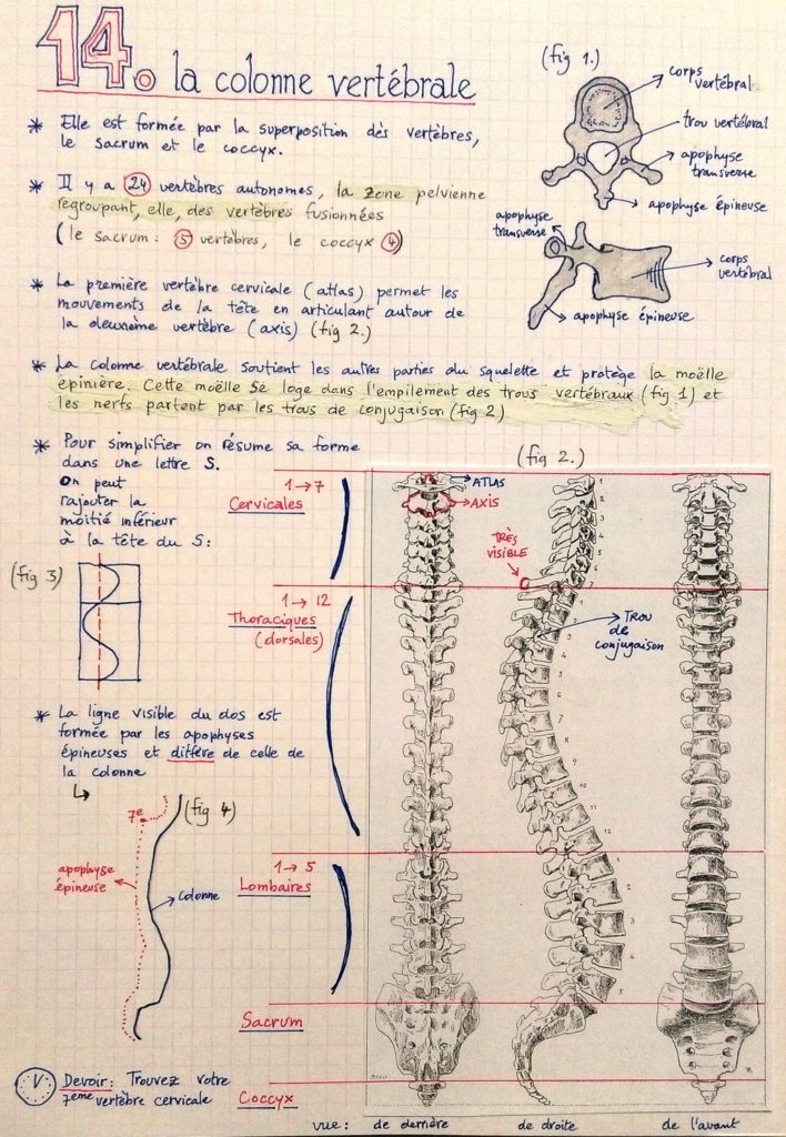 Cours N°14 - Anatomie, la colonne vertébrale - ARTKAREL